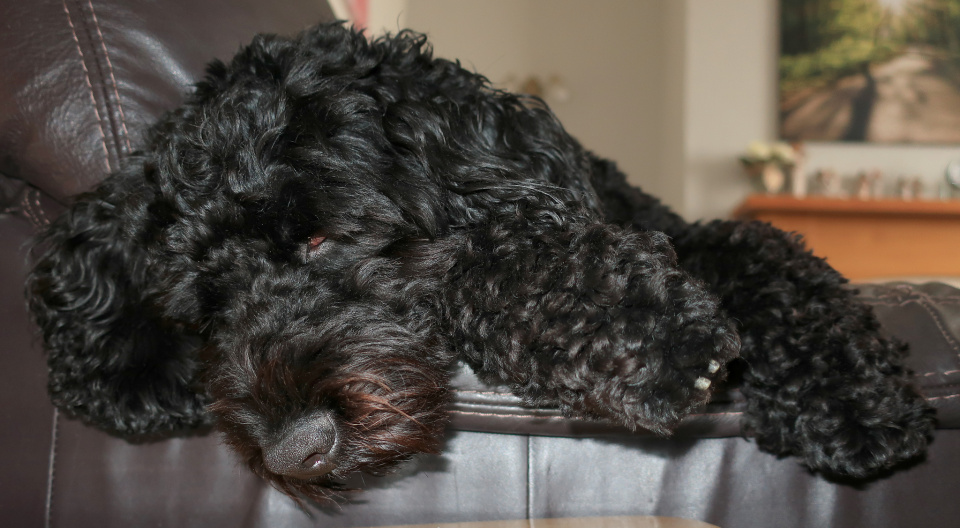 Poor Mups | Kernow | Blipfoto