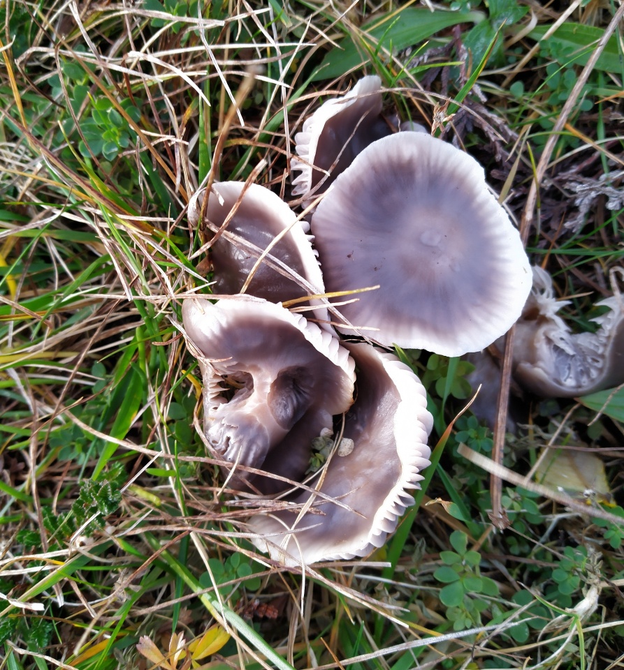 Fungi | Poppy | Blipfoto