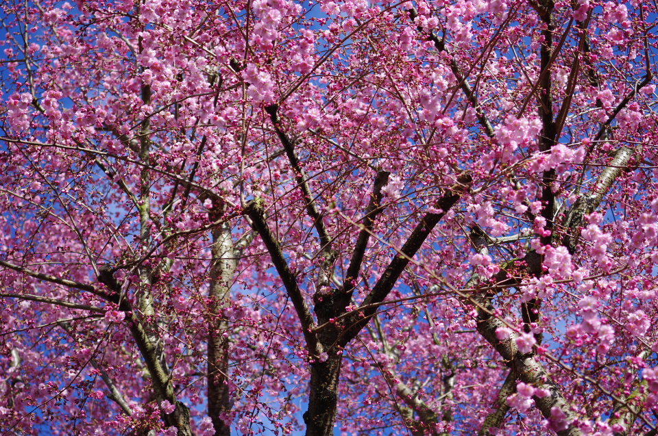 Pretty Blossoms | Donaldthehat | Blipfoto