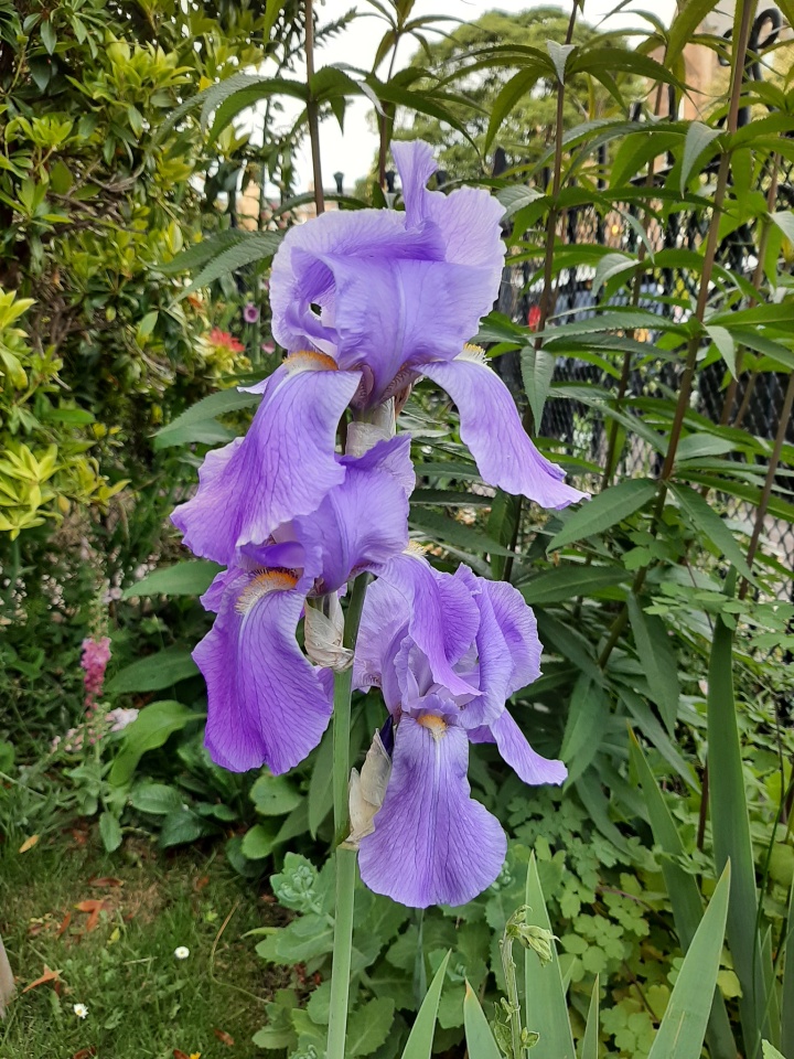 Amethyst Iris | AndrewDBurns | Blipfoto