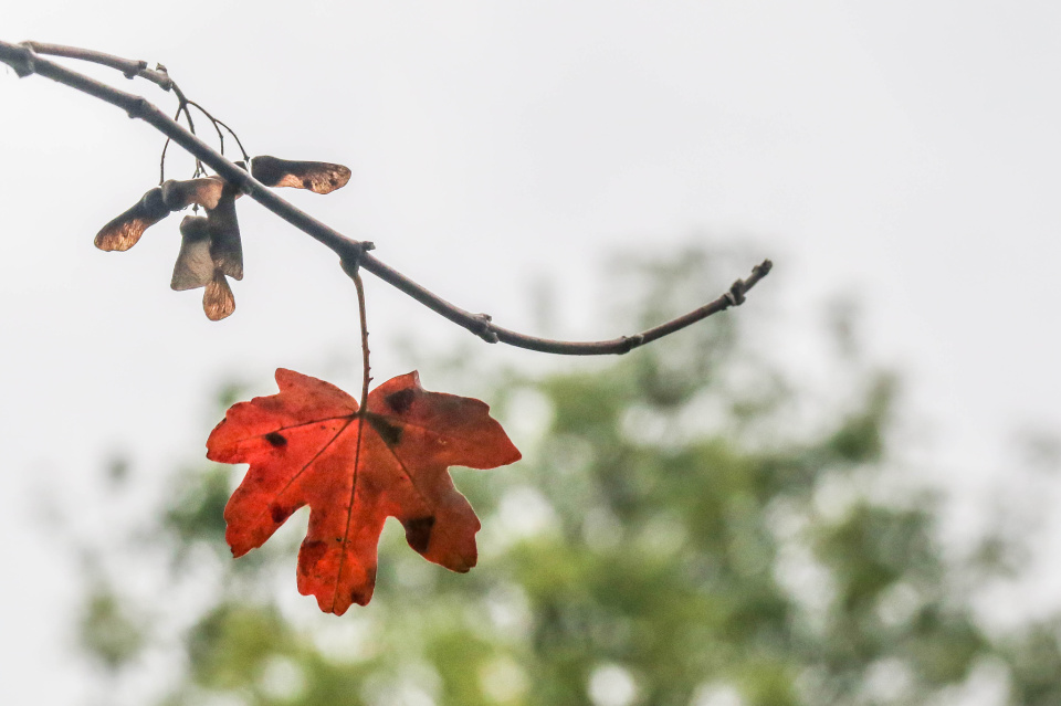Marcescent | MsQuizzical | Blipfoto
