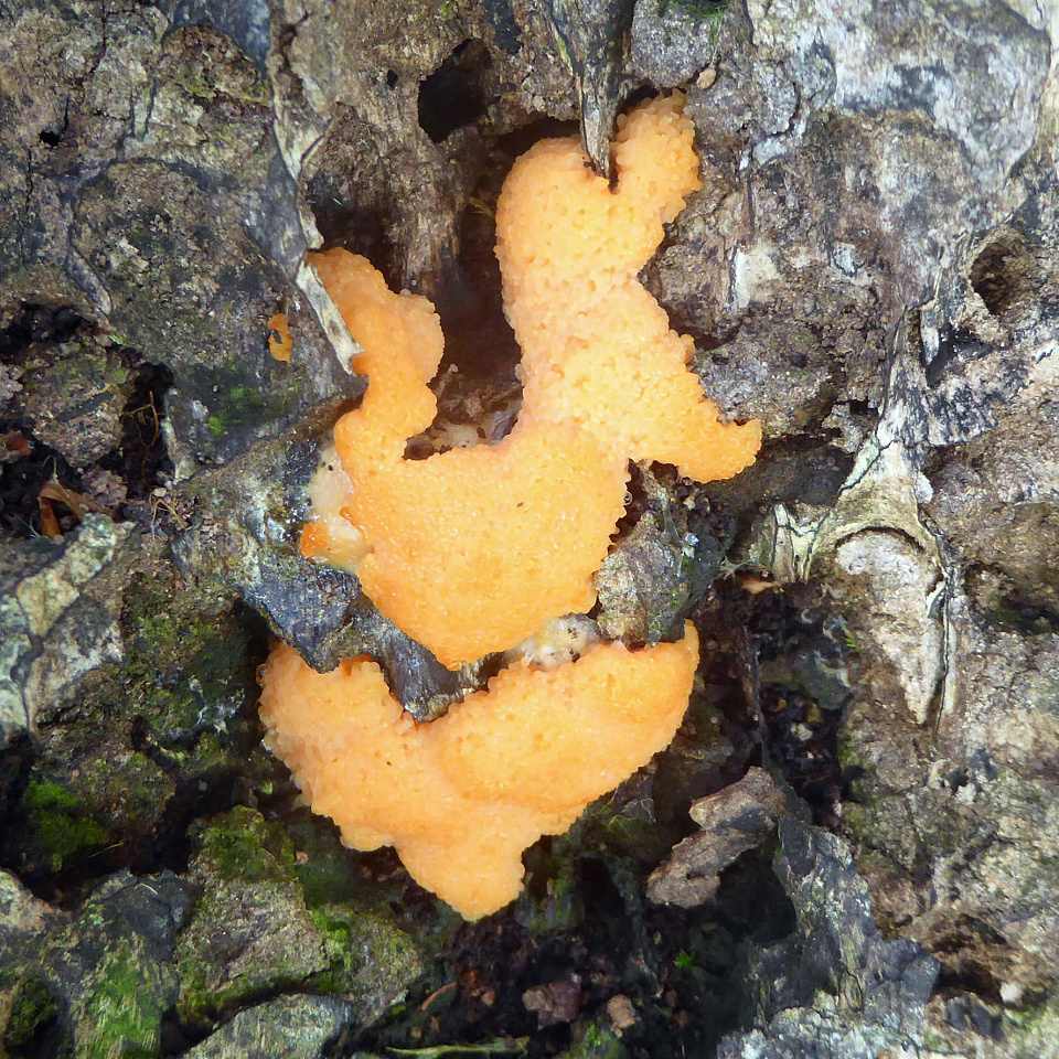 Funny Fungus | PicturePoems | Blipfoto