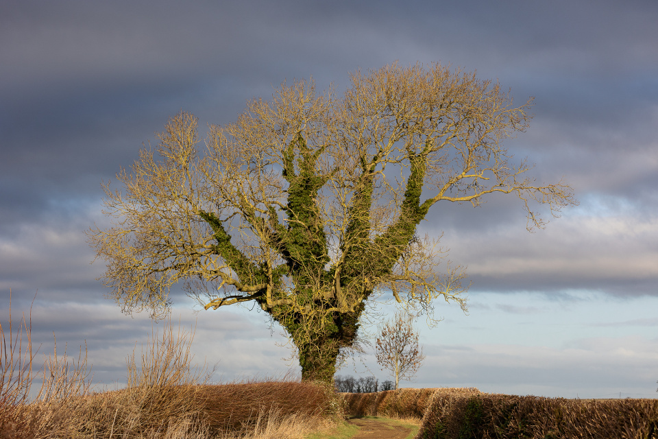 Sunlit Tree | madwill | Blipfoto