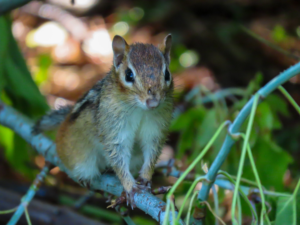Squirrel Blip Friday - Chipmunk edition | KevinV | Blipfoto