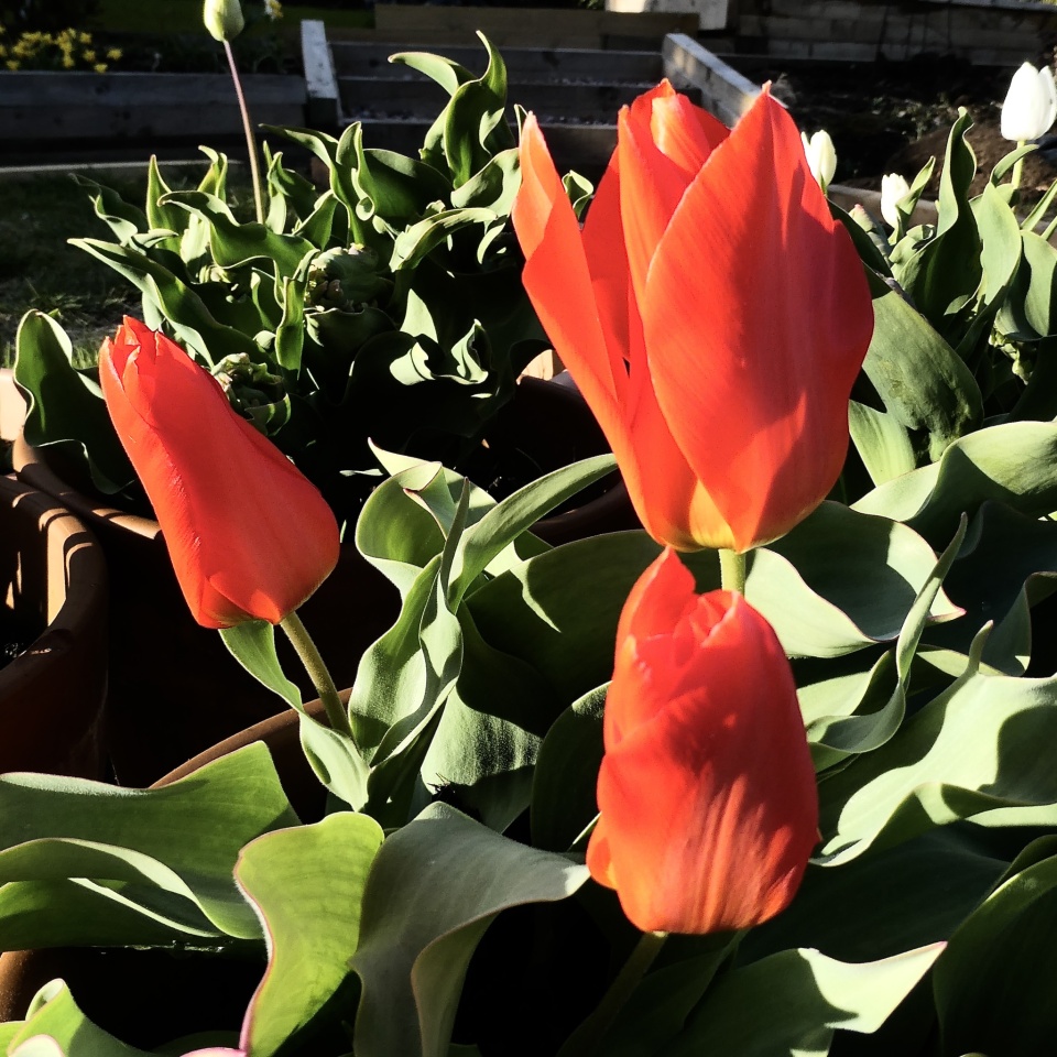 More tulips | CherryR | Blipfoto