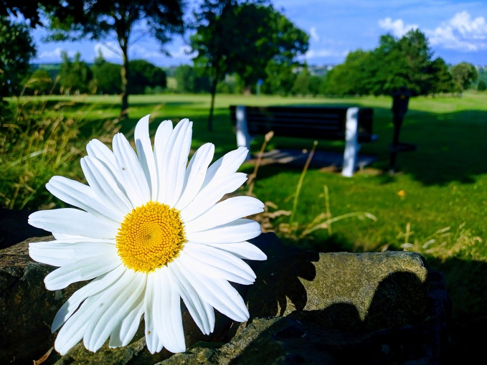 Smiling Daisy! | yeeeeed | Blipfoto