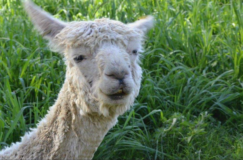 Curious Baby Llama with cute buck teeth | HoroGal | Blipfoto