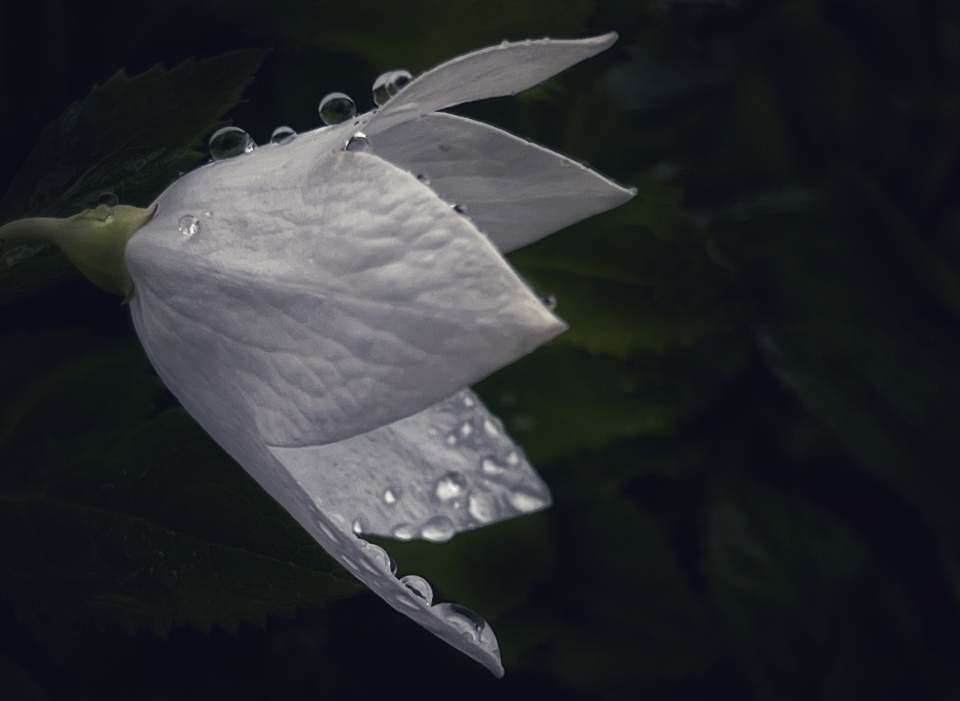 Summer... | Miffy | Blipfoto