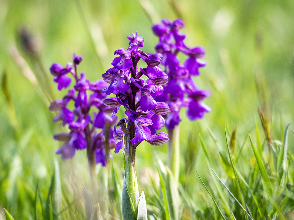 Wild Orchids | AH14 | Blipfoto