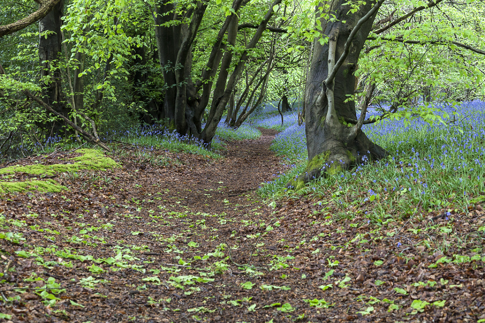 Nettlebed Common | lathyrus | Blipfoto