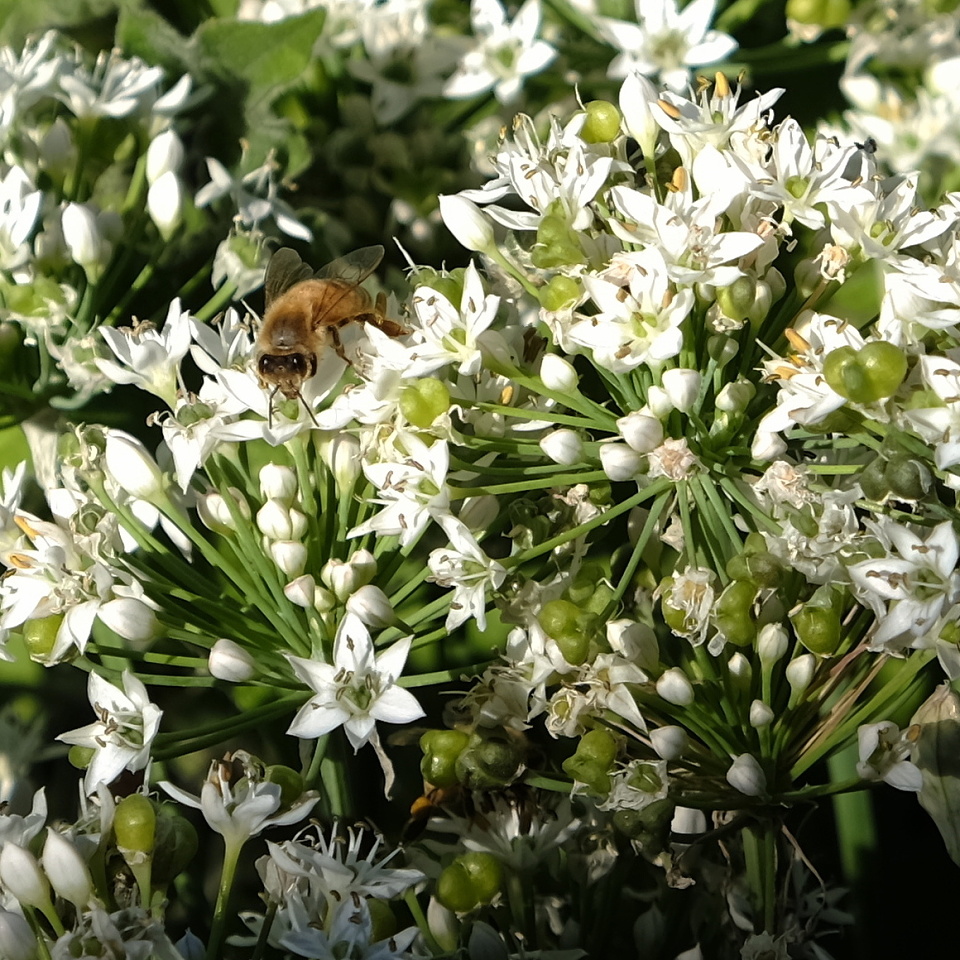 Honey Bee . . . Tom Petty | V1k1 | Blipfoto