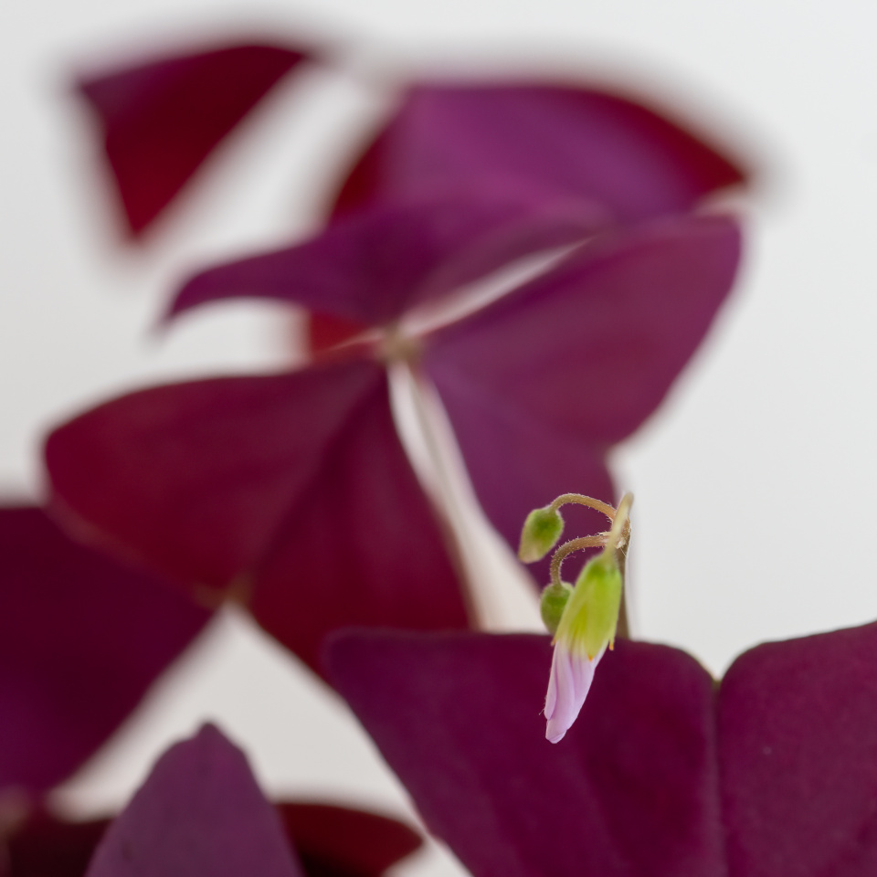 Oxalis | AH14 | Blipfoto
