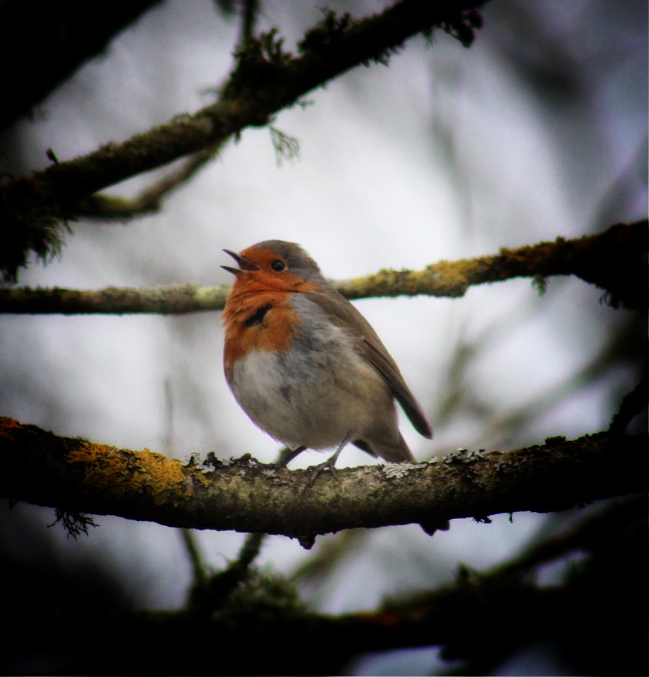 I wonder who ruffled his feathers! | Charlie17 | Blipfoto