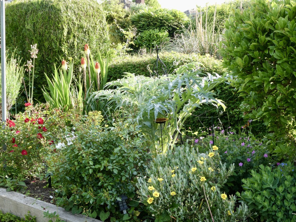 My random garden. 7:56am | biddy | Blipfoto