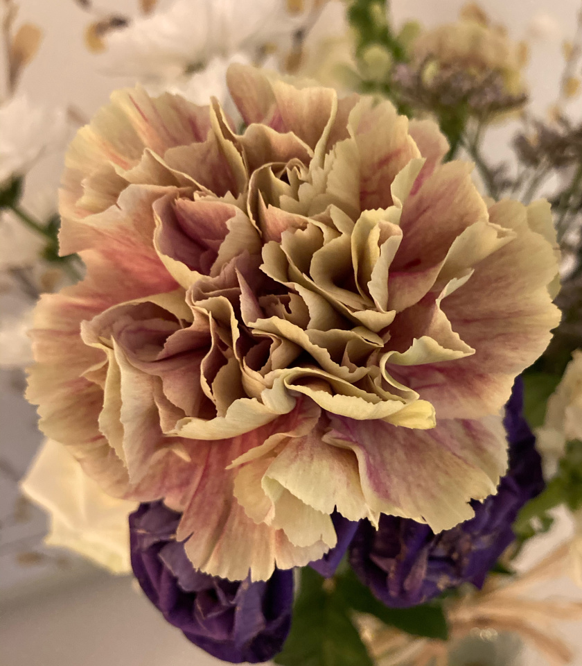 Carnation | mambo | Blipfoto