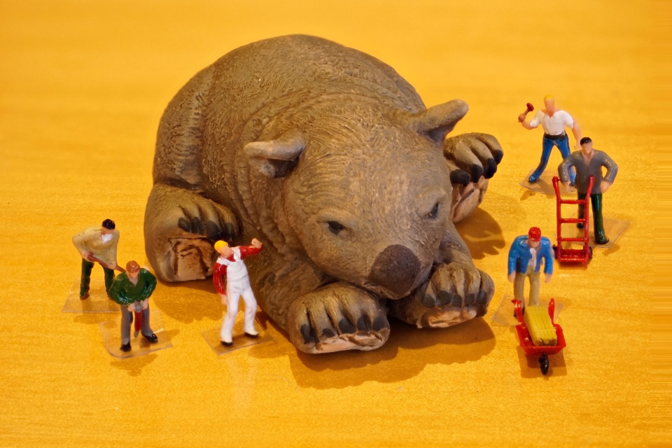 Working on the Wombat | WalkingWombat | Blipfoto