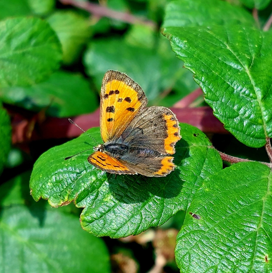 Another butterfly blip for... | chrisA | Blipfoto