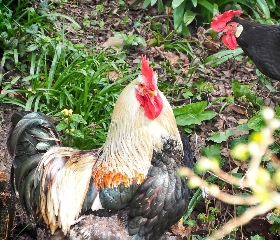 Big Red Rooster | rmeinz | Blipfoto