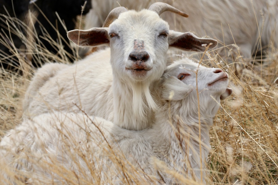 the goats are back | stillandknow | Blipfoto