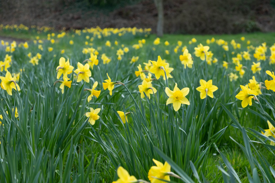 Spring | JoJ | Blipfoto