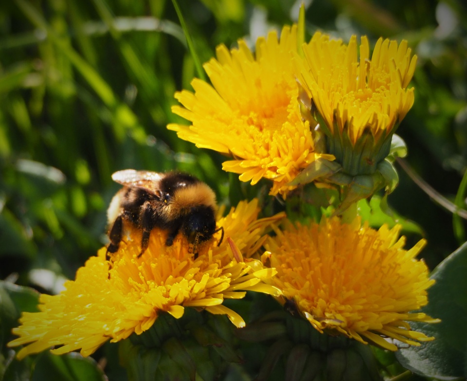 Fuzzy buzzy bee | Torag | Blipfoto