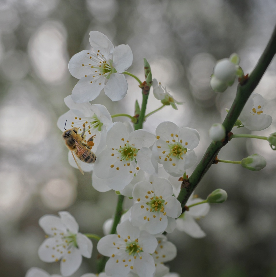 Another bee | Technophobe | Blipfoto