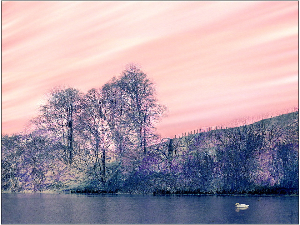 Swan Lake | gen2 | Blipfoto