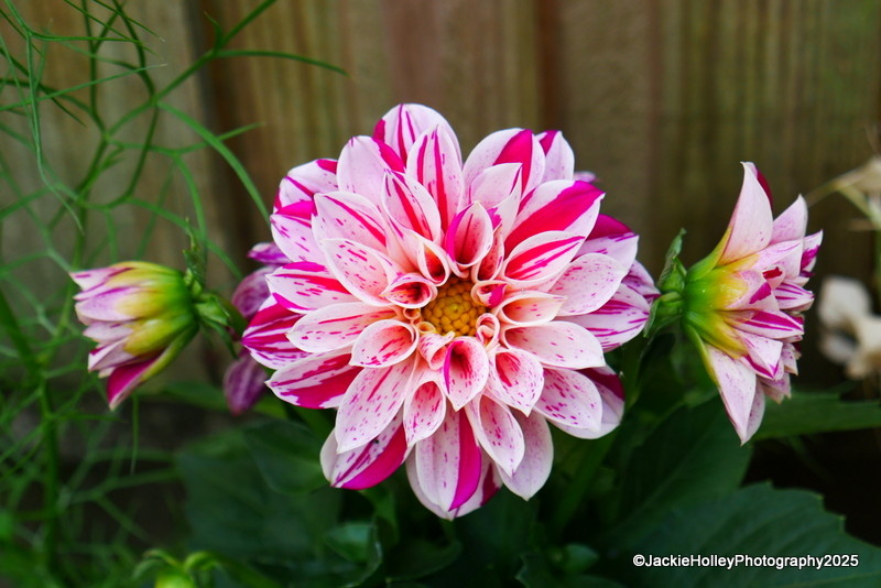 Stripey | ThingsBeautiful | Blipfoto