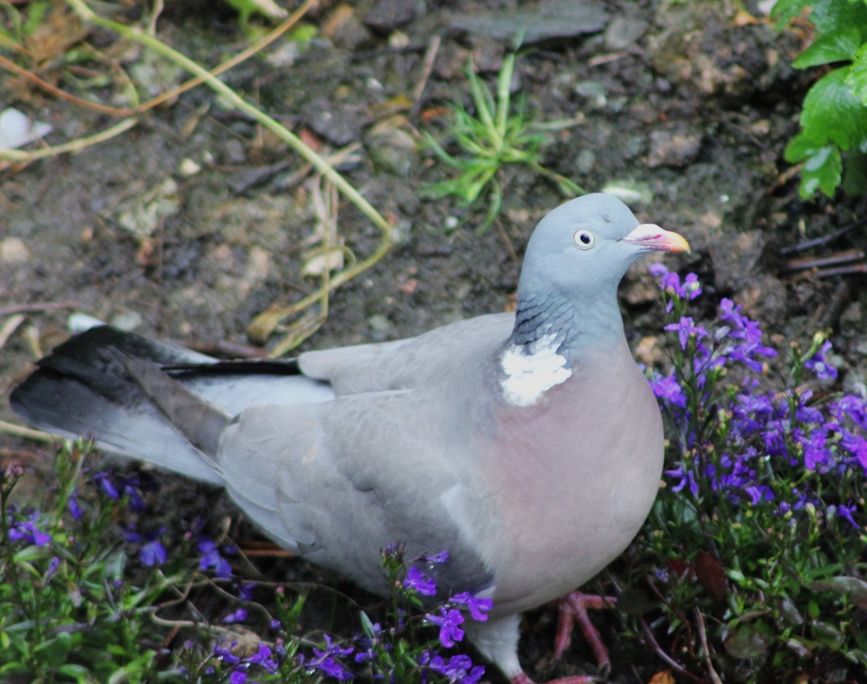 Wood Pigeon | monkey | Blipfoto