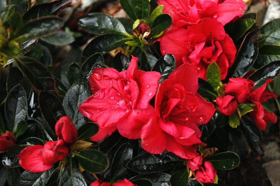 NEW PLANT AZALEA | sunflower | Blipfoto