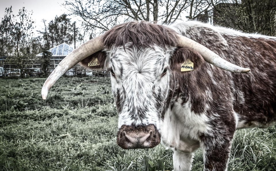 Miranda the Cow | davidd | Blipfoto