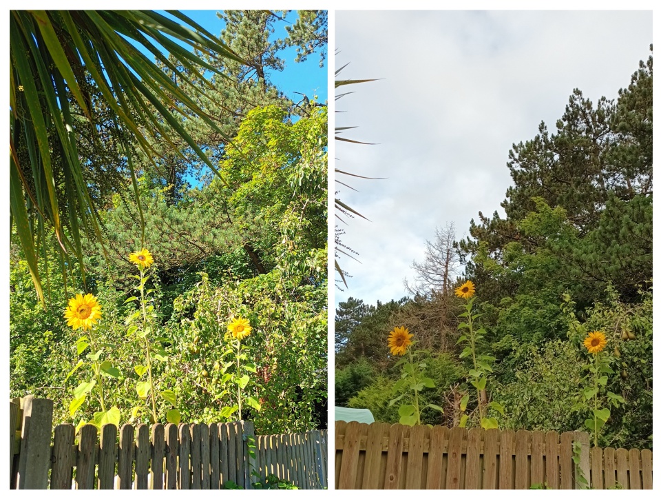 Same picture……!!! | Annieone | Blipfoto