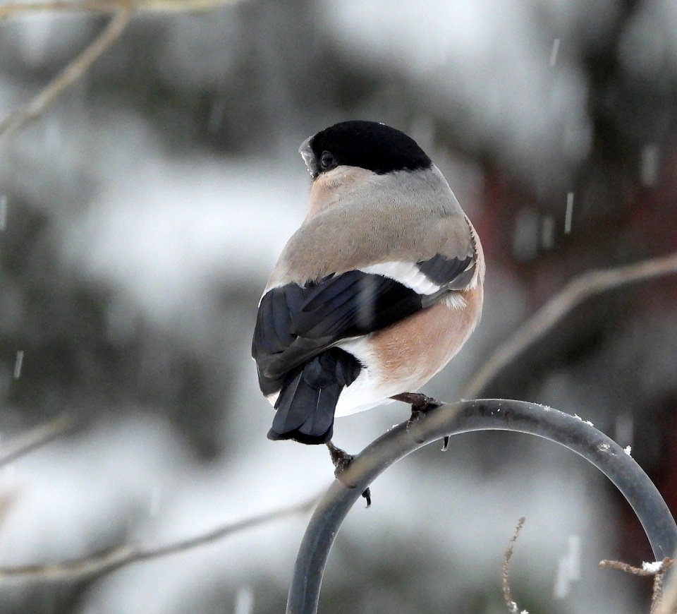Punatulkku, Pyrrhula pyrrhula female. | leah | Blipfoto