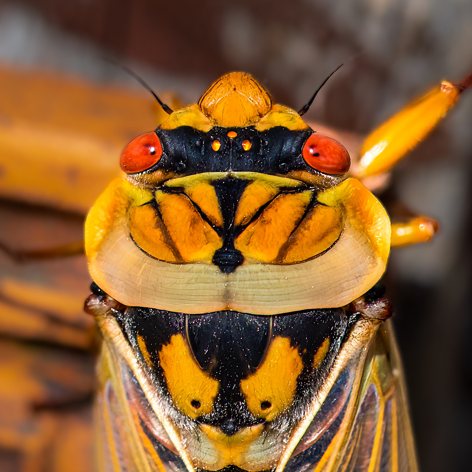 Surreal | trisharooni | Blipfoto