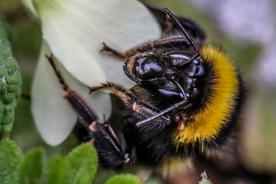Bumbling Bee | MsQuizzical | Blipfoto