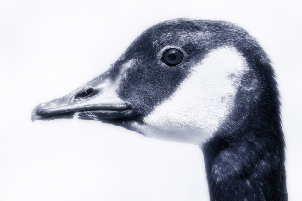 Goose | stevvi | Blipfoto