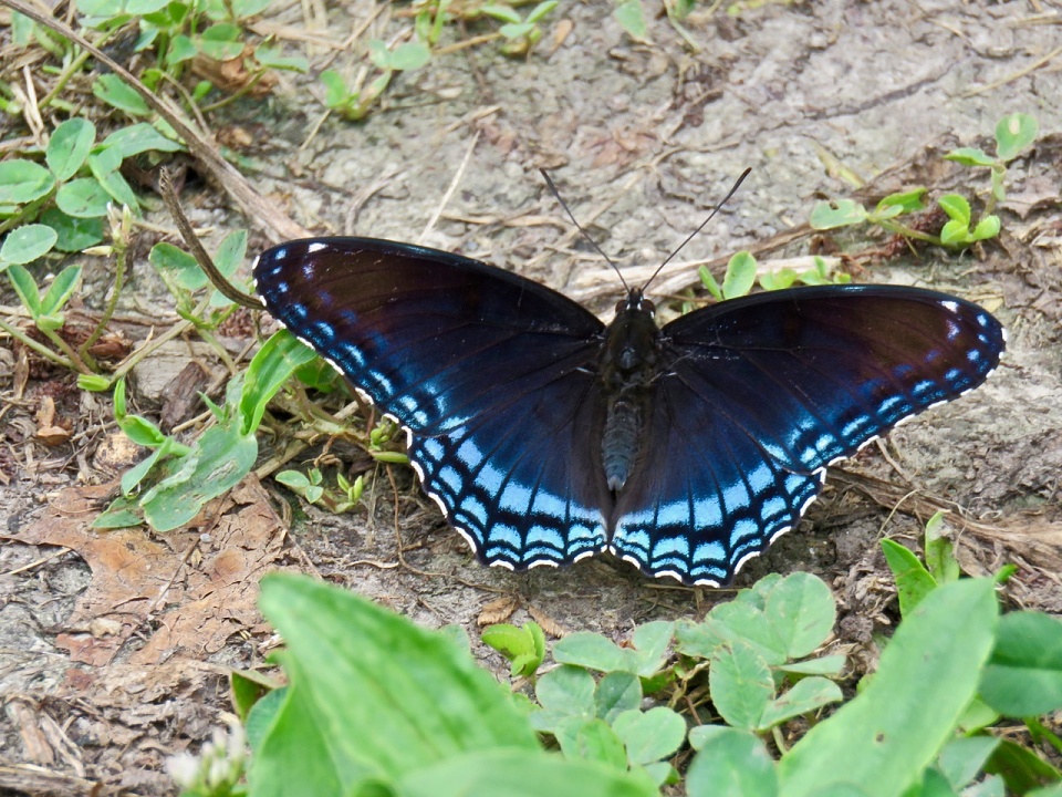 A Sad Song for the Blue Butterfly Girl | GirlWithACamera | Blipfoto
