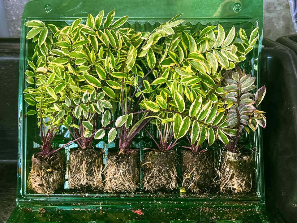 Golden Feathers and WFW25_11 results | ApolloFly | Blipfoto