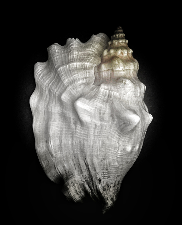 shell | sk | Blipfoto