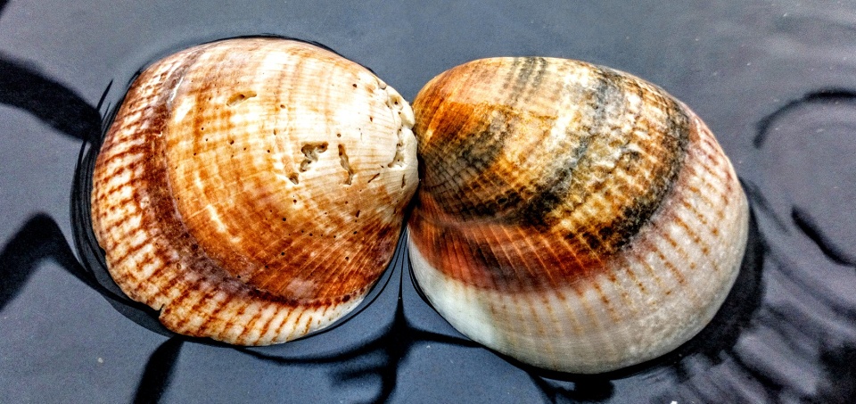 Sea shells | Alan_Rodger | Blipfoto