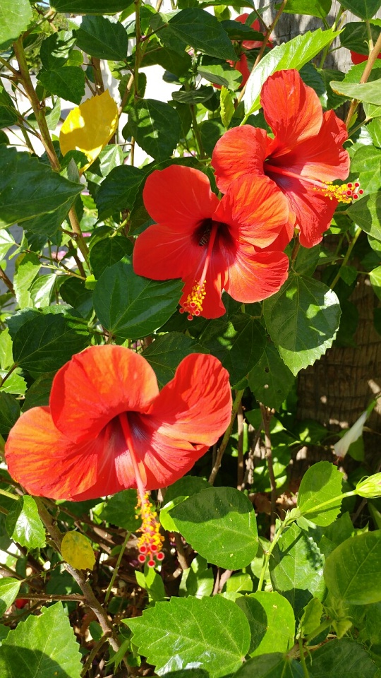 Beautiful flowers in Turkey. | Bettersmith | Blipfoto