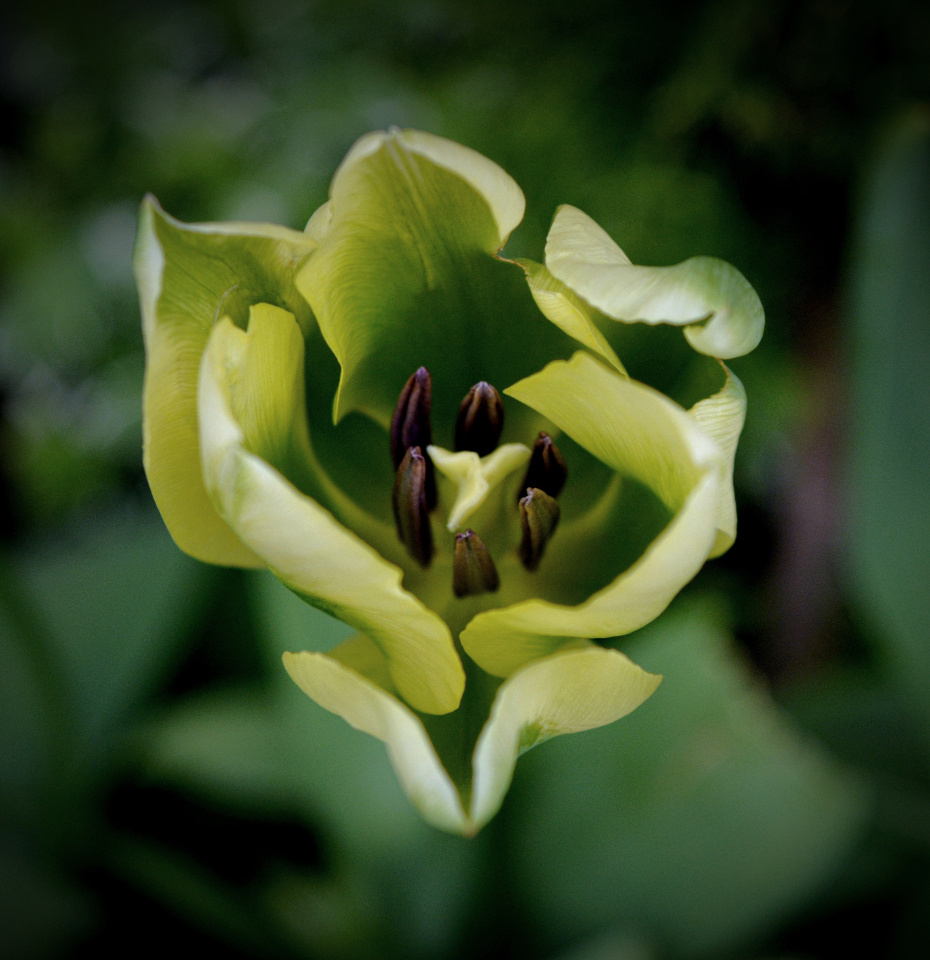 Spring Greens | mambo | Blipfoto