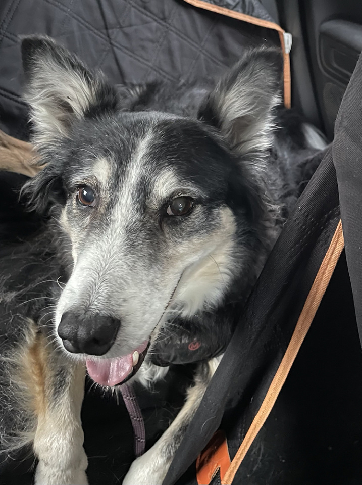 Pierce | caninegalore | Blipfoto