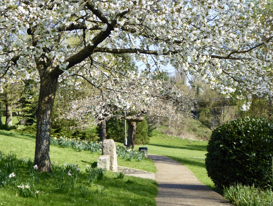 Blossom in the Park | Kate64 | Blipfoto