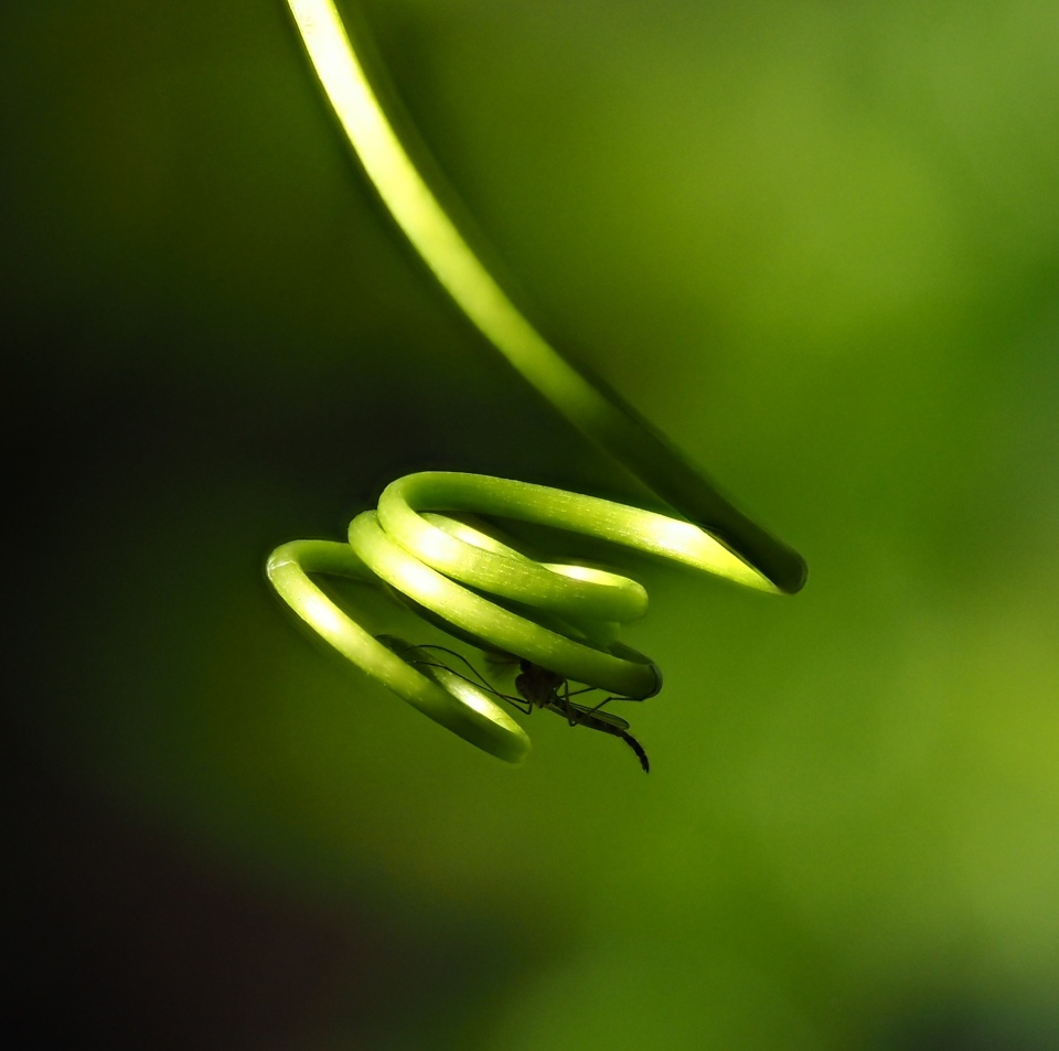 Tiny tendril with sheltering tiny insect | AnnieBelle | Blipfoto