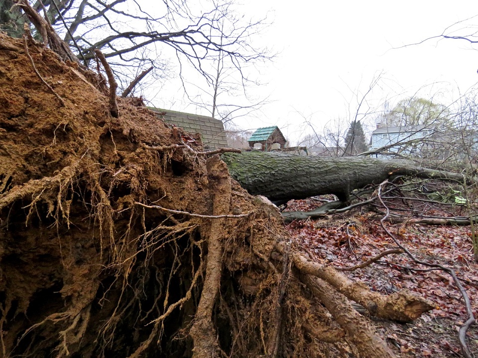 In Which a Great Tree Falls | GirlWithACamera | Blipfoto