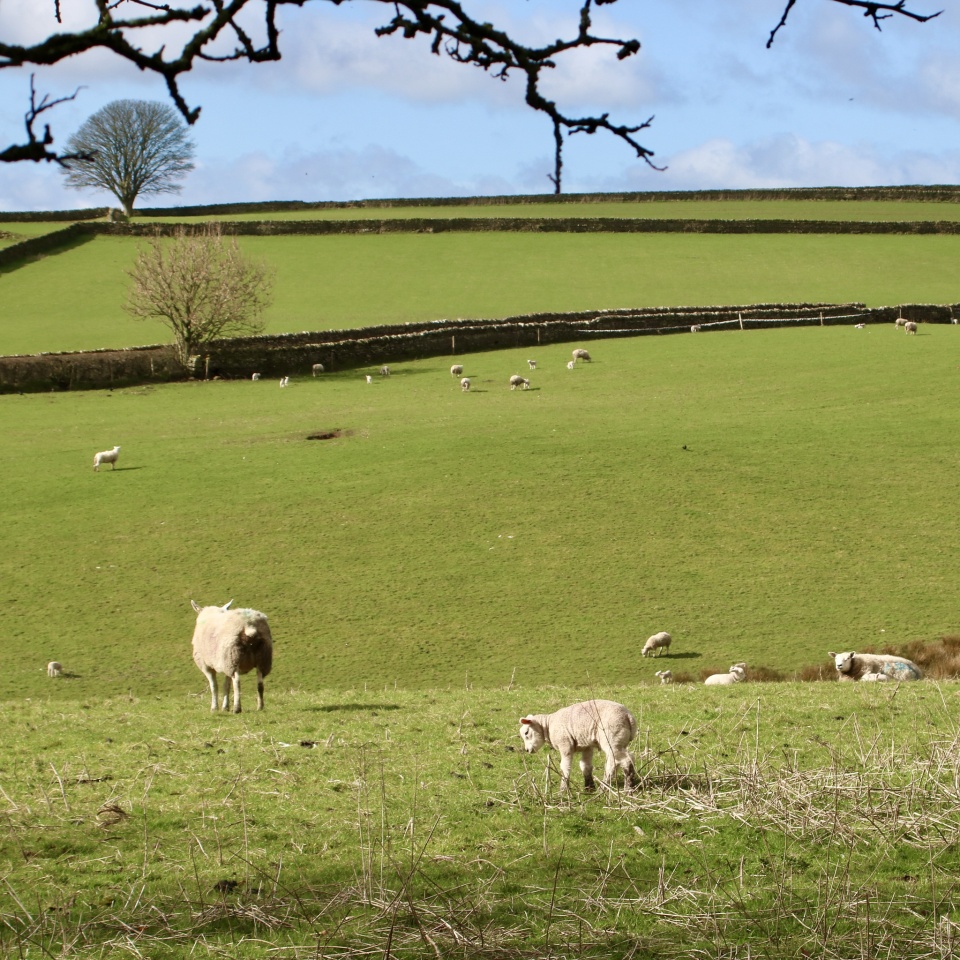 Spring walk | KCNQ2Haiku | Blipfoto