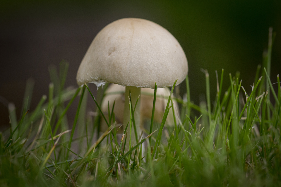 Lawn Invaders | AnnieAndChris | Blipfoto