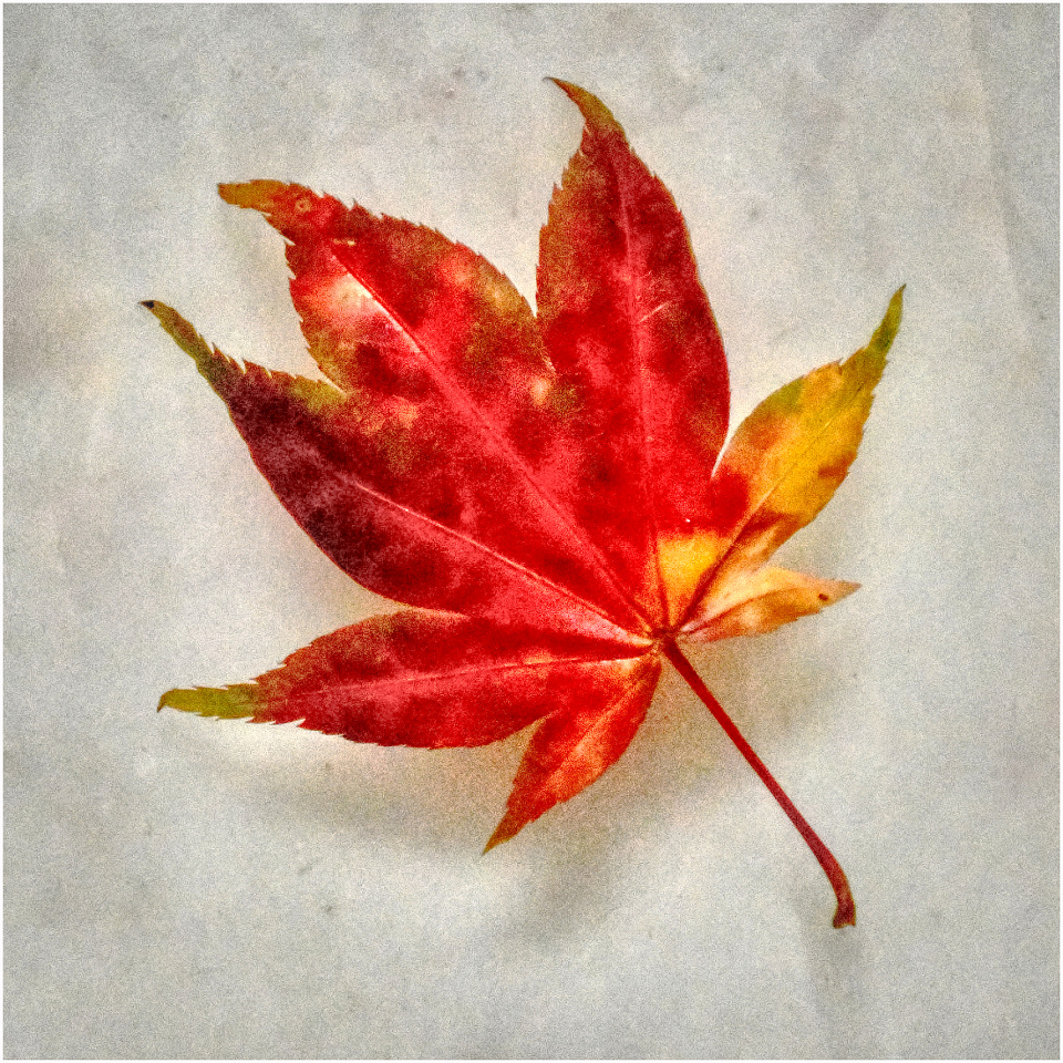 A Humble Leaf | Hyperion | Blipfoto