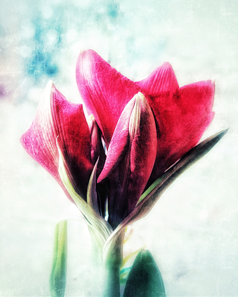 emerging beauty | inkface | Blipfoto